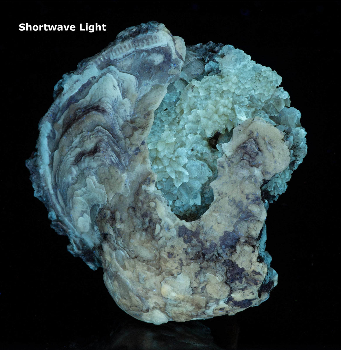 Calcite Clam Fossil from Rucks' Pit, Florida, USA – MinerShop