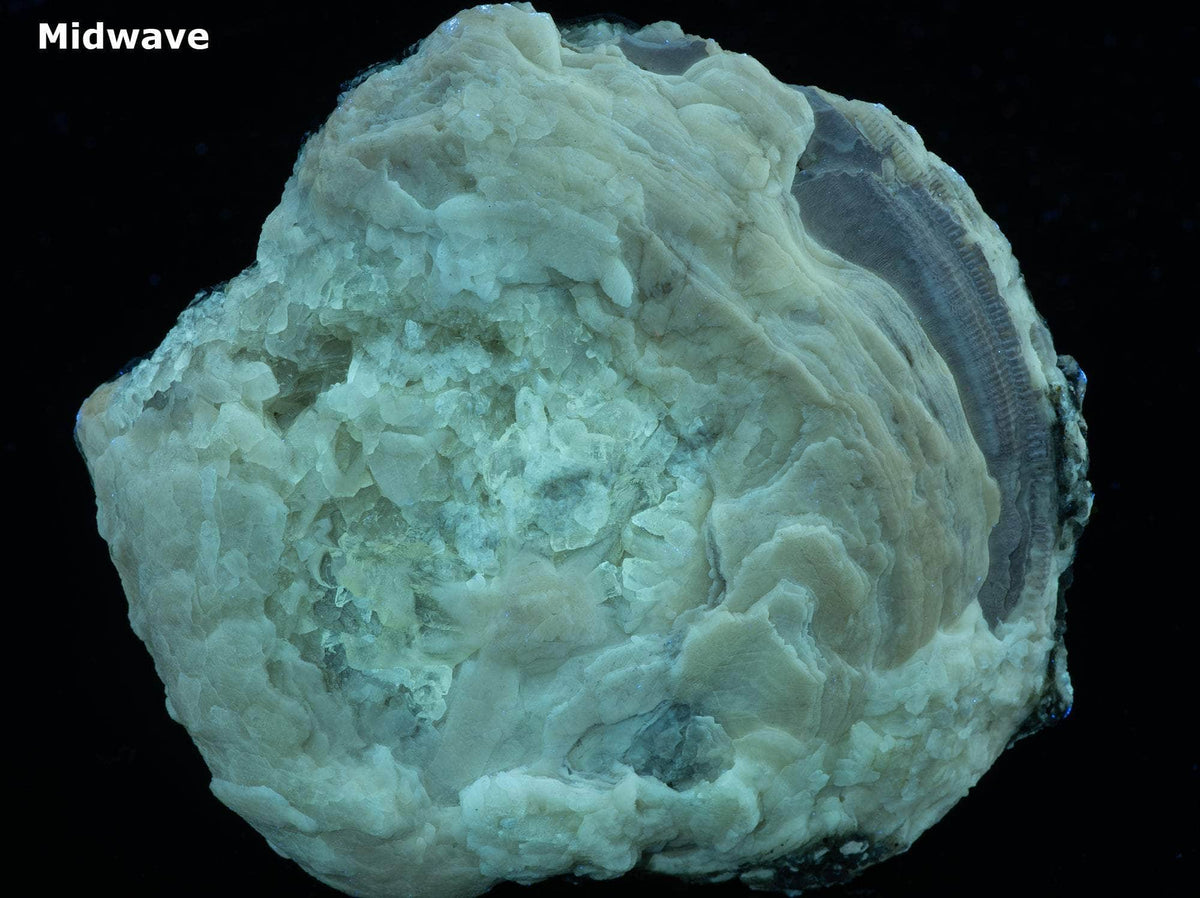 Calcite Clam Fossil from Rucks' Pit, Florida, USA with honey calcite ...