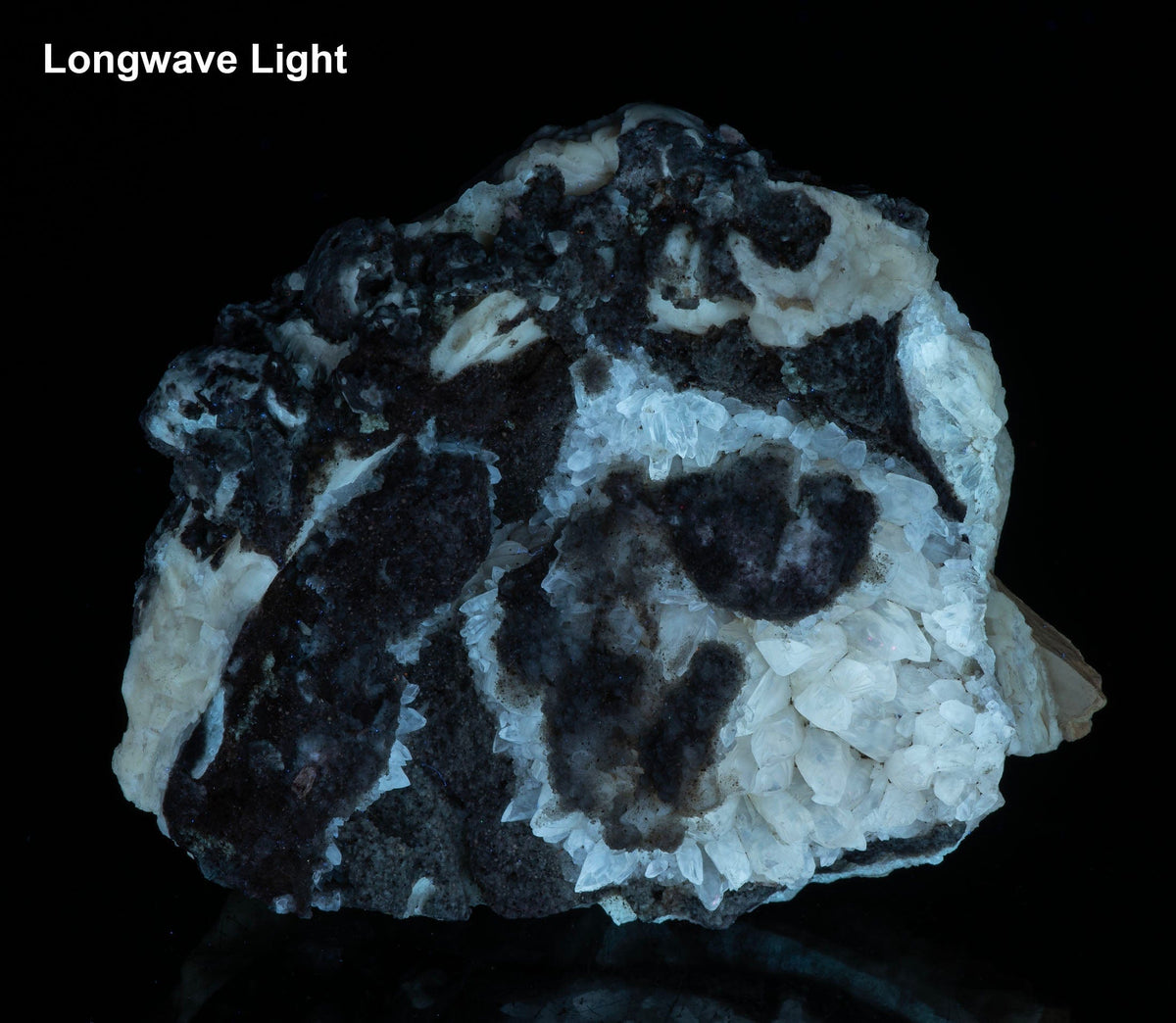 Fluorescent Honey Calcite Clam Fossil from Fort Drum, FL – MinerShop